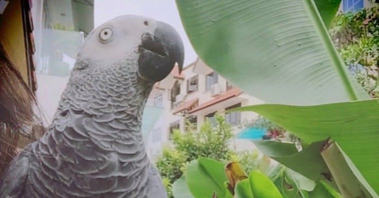 From the University of Melbourne, Meet Dr. Dawn and her Parrot Pazu.