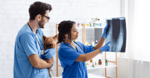 What Do Veterinary Radiologists Do