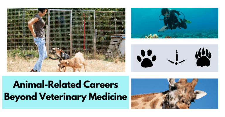 Exciting Animal-Related Careers Beyond Veterinary Medicine