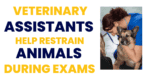 How to Become a Veterinary Assistant Today! Practical Advice