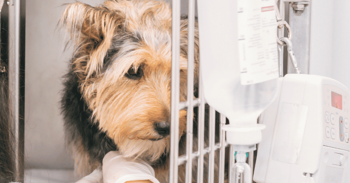 What is a Veterinary Nurse? Hint: A Vital Role in Animal Care